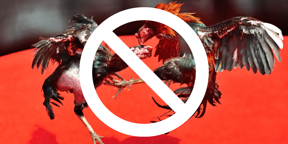 Cayetano warns of e-sabong comeback - alanpetercayetano.com